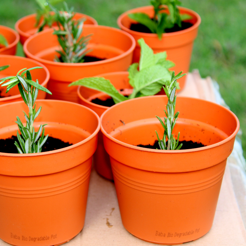 Seedling Pots – Biodegradable | Biogone